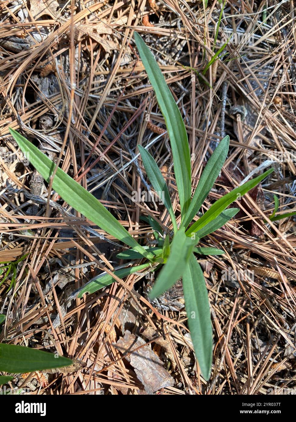 Oak Barrens Barbara's-Buttons (Marshallia legrandii Stock Photo - Alamy