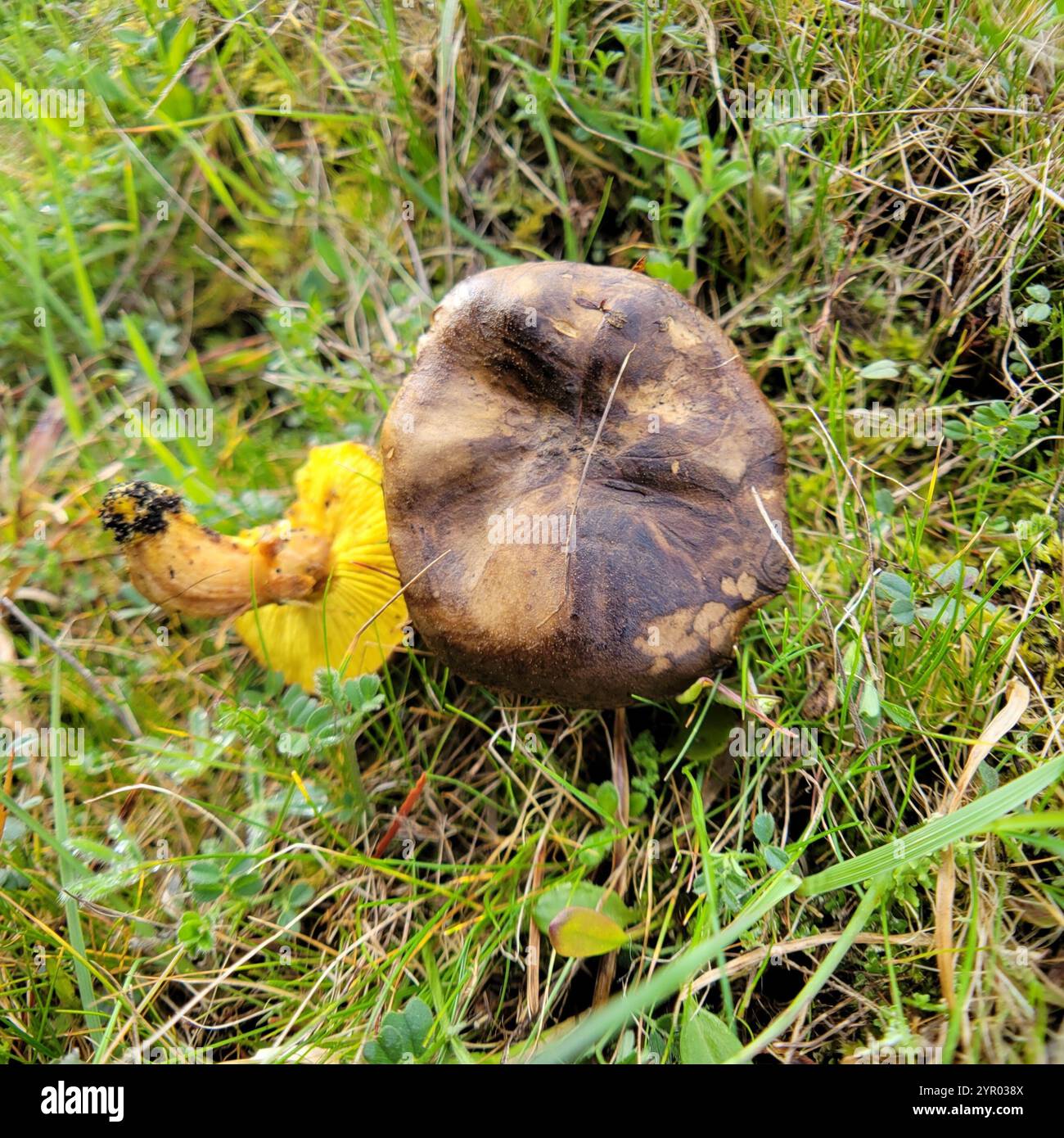 Western Gilled Bolete (Phylloporus arenicola Stock Photo - Alamy