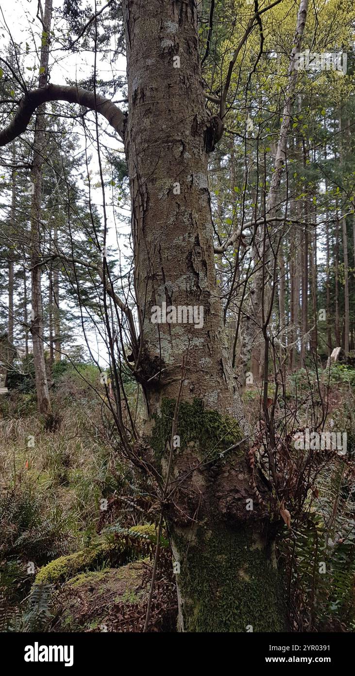 Red Alder (Alnus rubra Stock Photo - Alamy