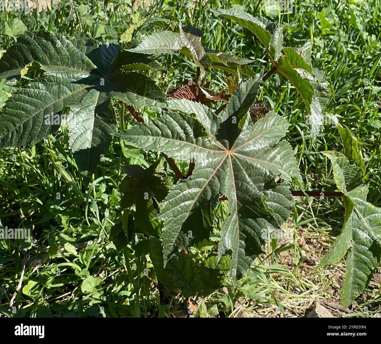 castor bean (Ricinus communis Stock Photo - Alamy