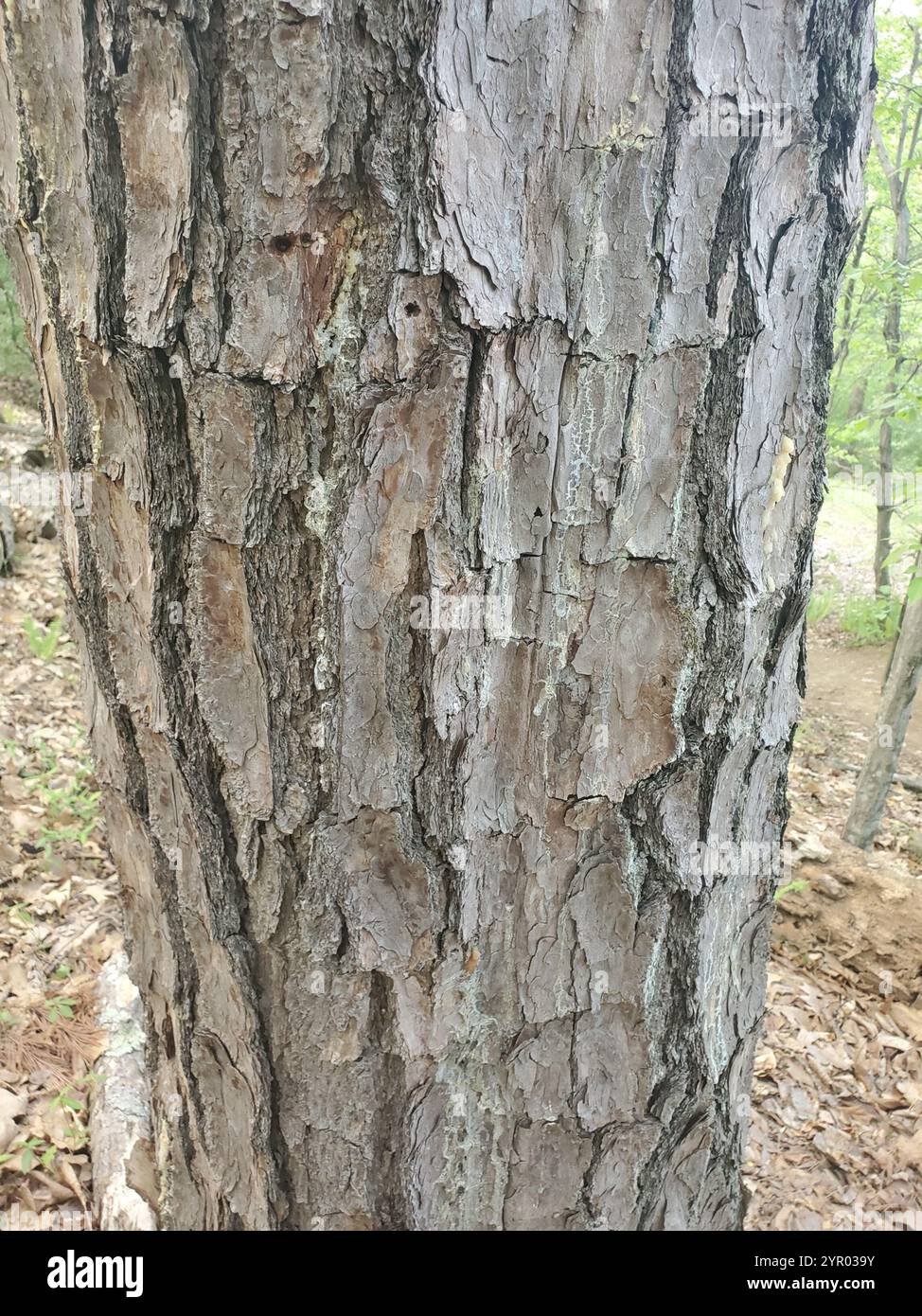 loblolly pine (Pinus taeda Stock Photo - Alamy