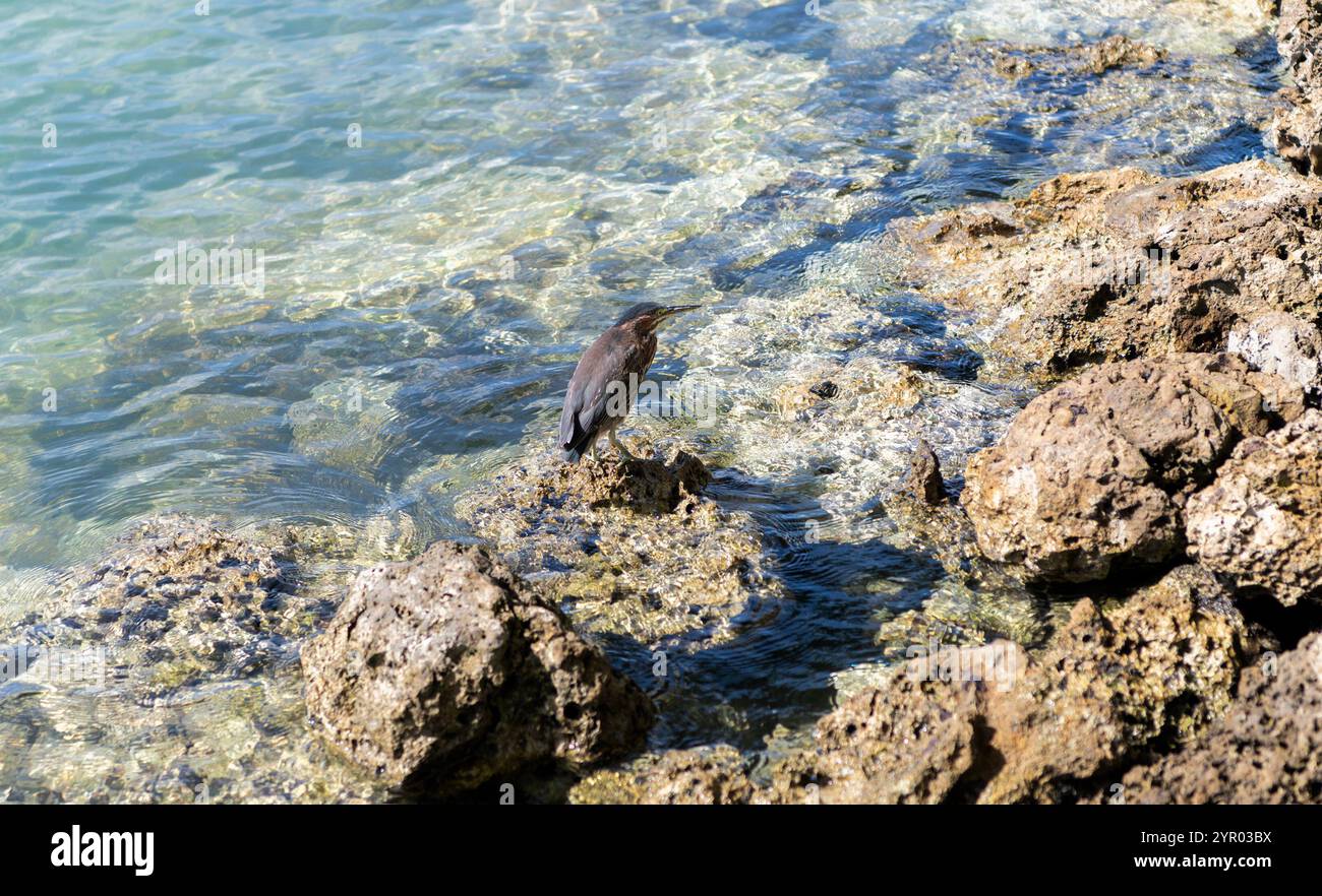 Lava heron bird in water. Bird of lava heron. Wild animal. Wildlife ...