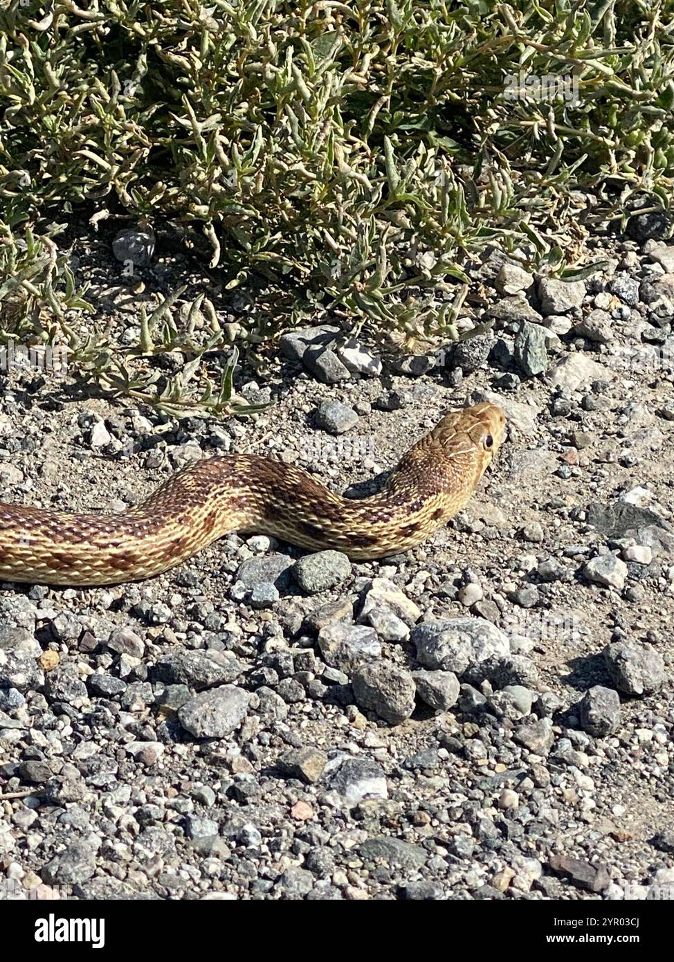 Pacific Gopher Snake (Pituophis catenifer catenifer Stock Photo - Alamy