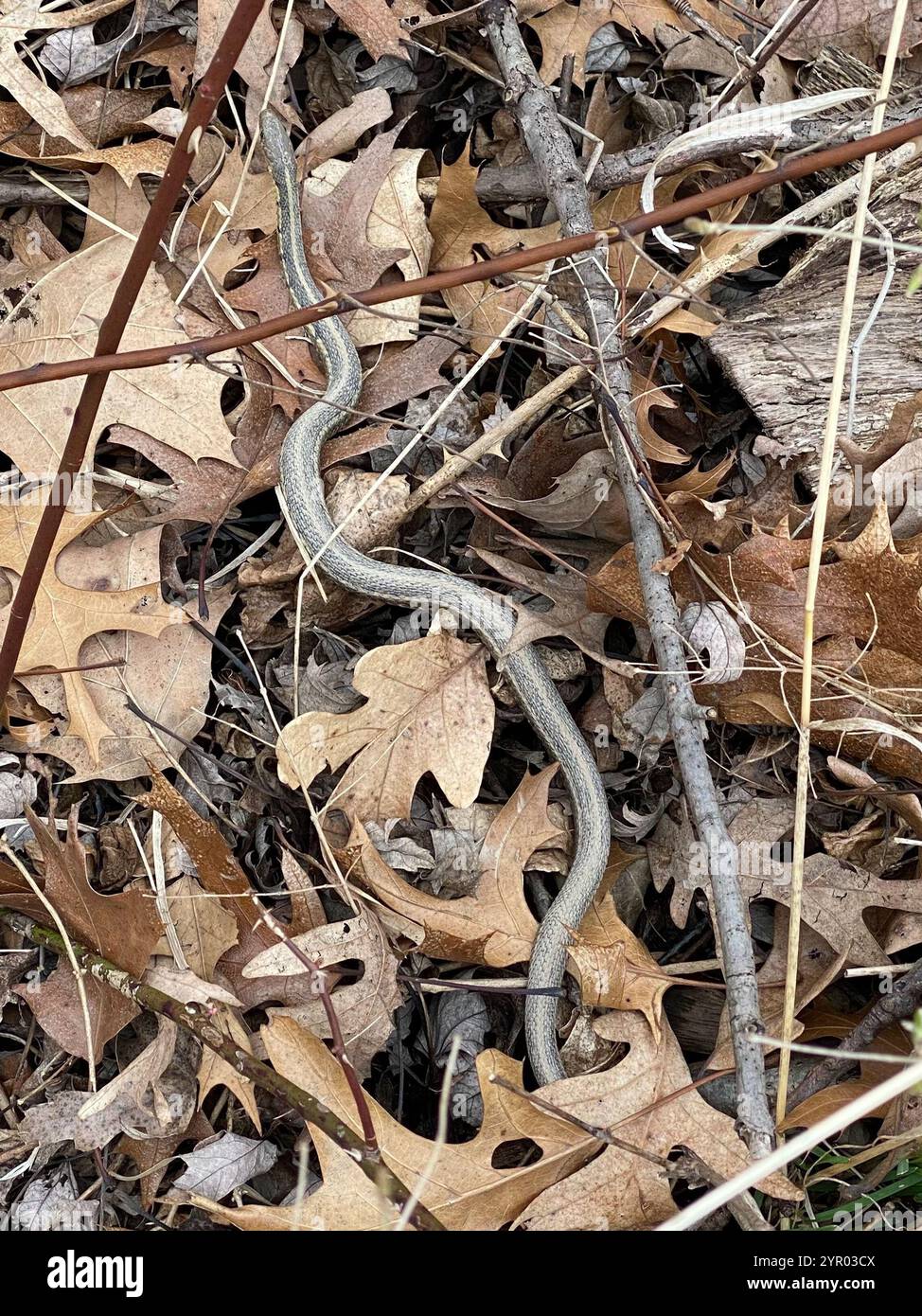 Chicago Garter Snake (Thamnophis sirtalis semifasciatus Stock Photo - Alamy