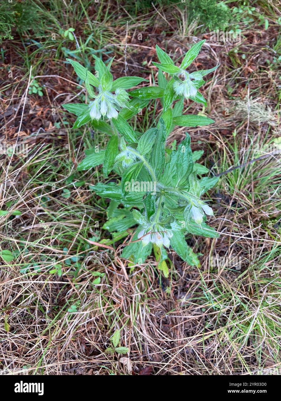 stoneseeds, puccoons, and gromwells (Lithospermum Stock Photo - Alamy