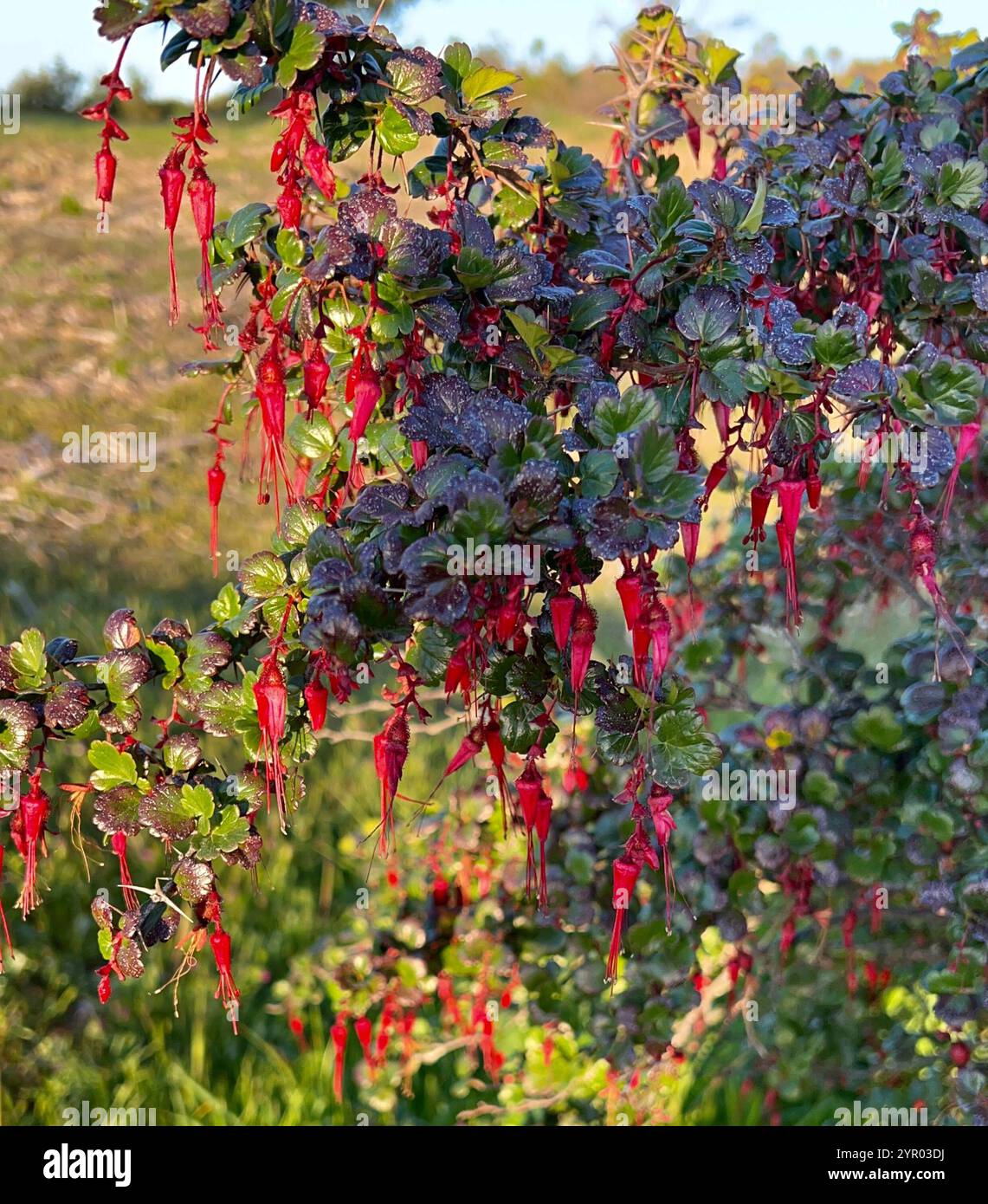 Fuchsiaflower gooseberry hi-res stock photography and images - Alamy