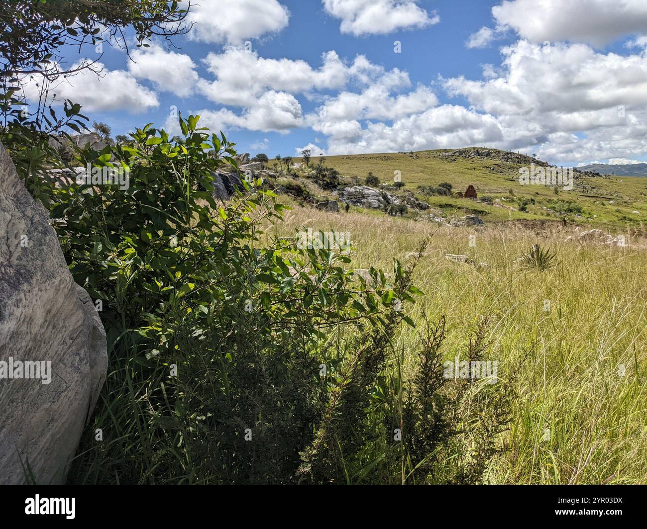 Sweet Tanglehead (Heteropogon melanocarpus Stock Photo - Alamy