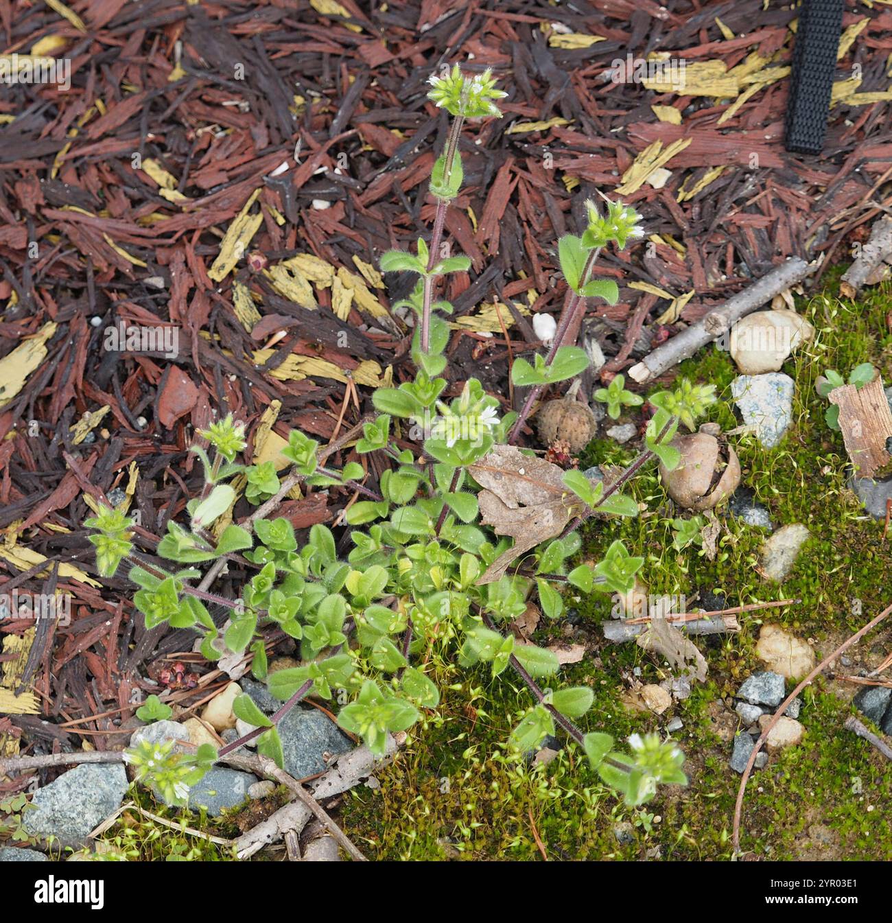 Sticky mouse-ear chickweed (Cerastium glomeratum Stock Photo - Alamy