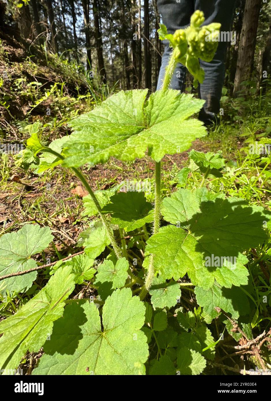 fringe cups (Tellima grandiflora Stock Photo - Alamy