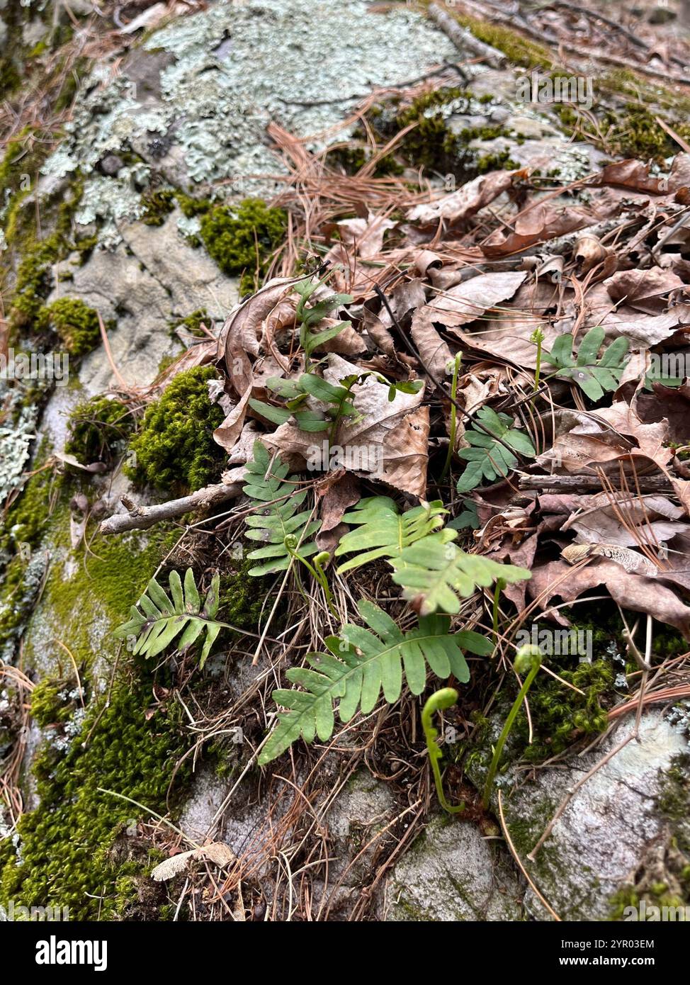 rock polypody (Polypodium virginianum Stock Photo - Alamy