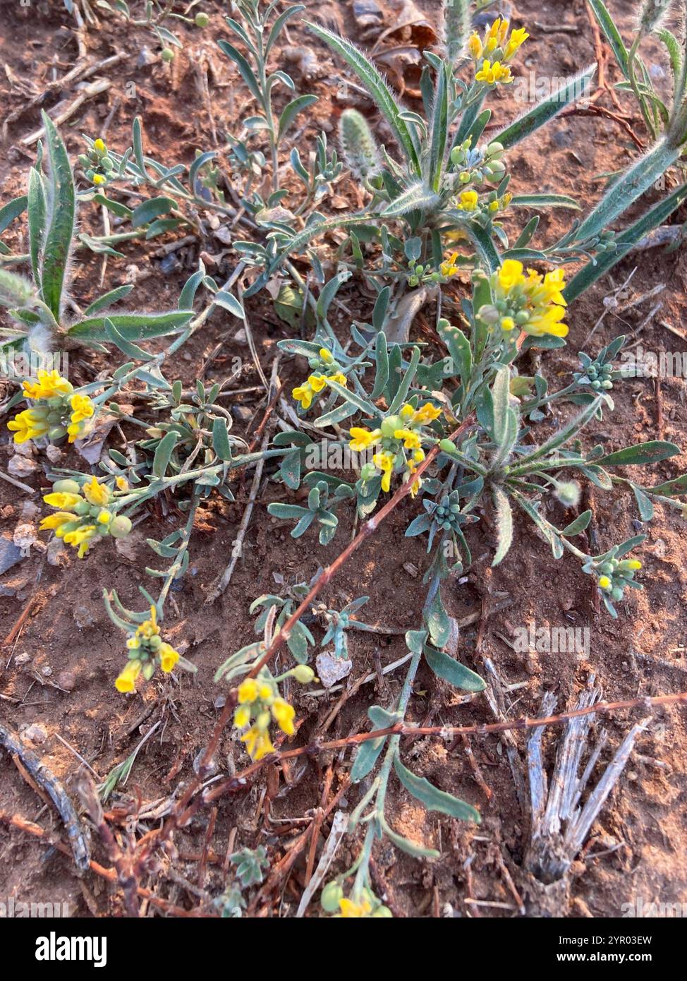 Gordon's bladderpod (Physaria gordonii Stock Photo - Alamy