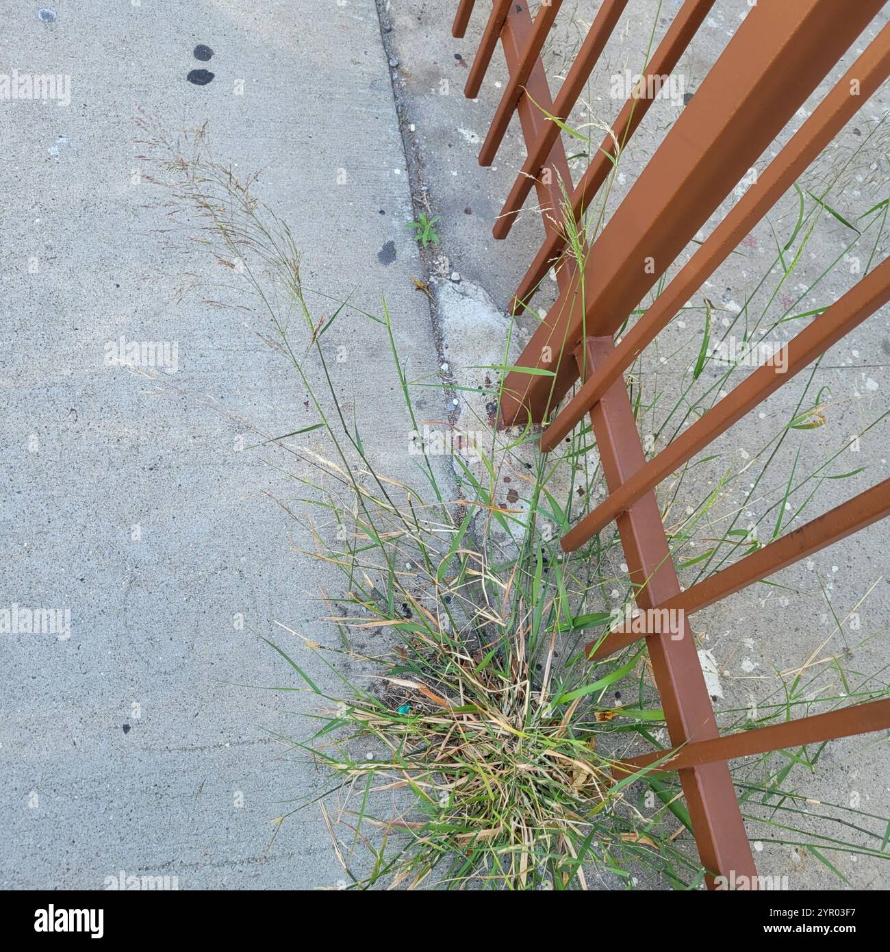 panic veldtgrass (Ehrharta erecta Stock Photo - Alamy