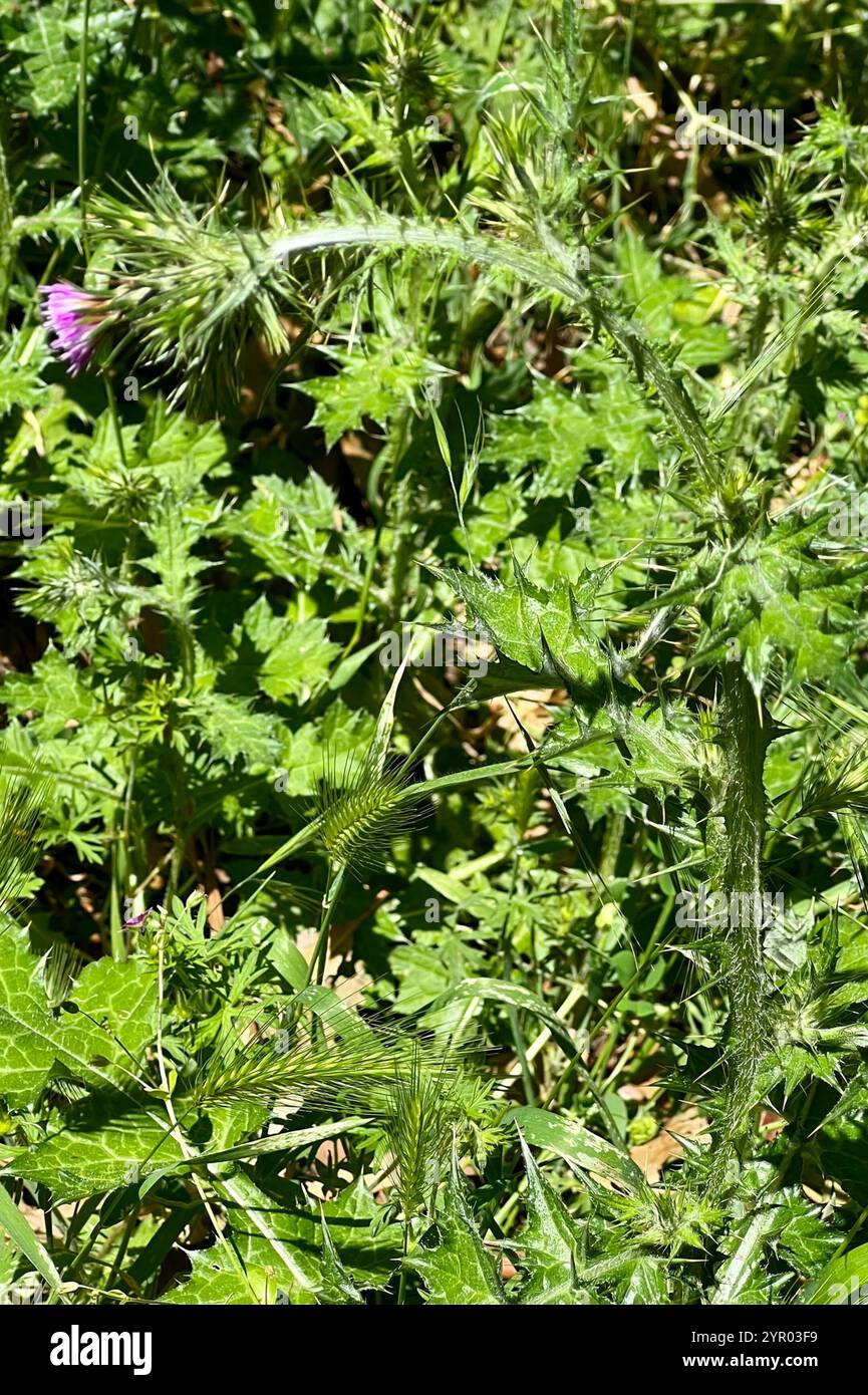 Carduus pycnocephalus hi-res stock photography and images - Alamy