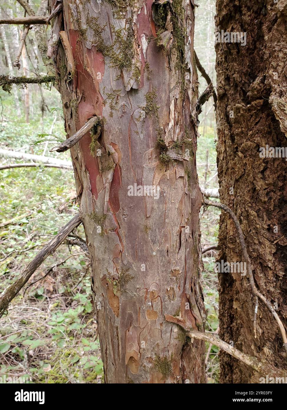 Pacific yew (Taxus brevifolia Stock Photo - Alamy