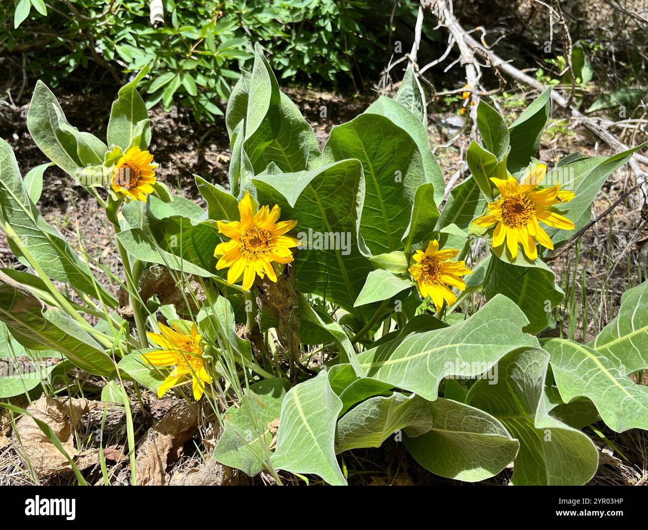 Gray Mule-Ears (Wyethia helenioides Stock Photo - Alamy