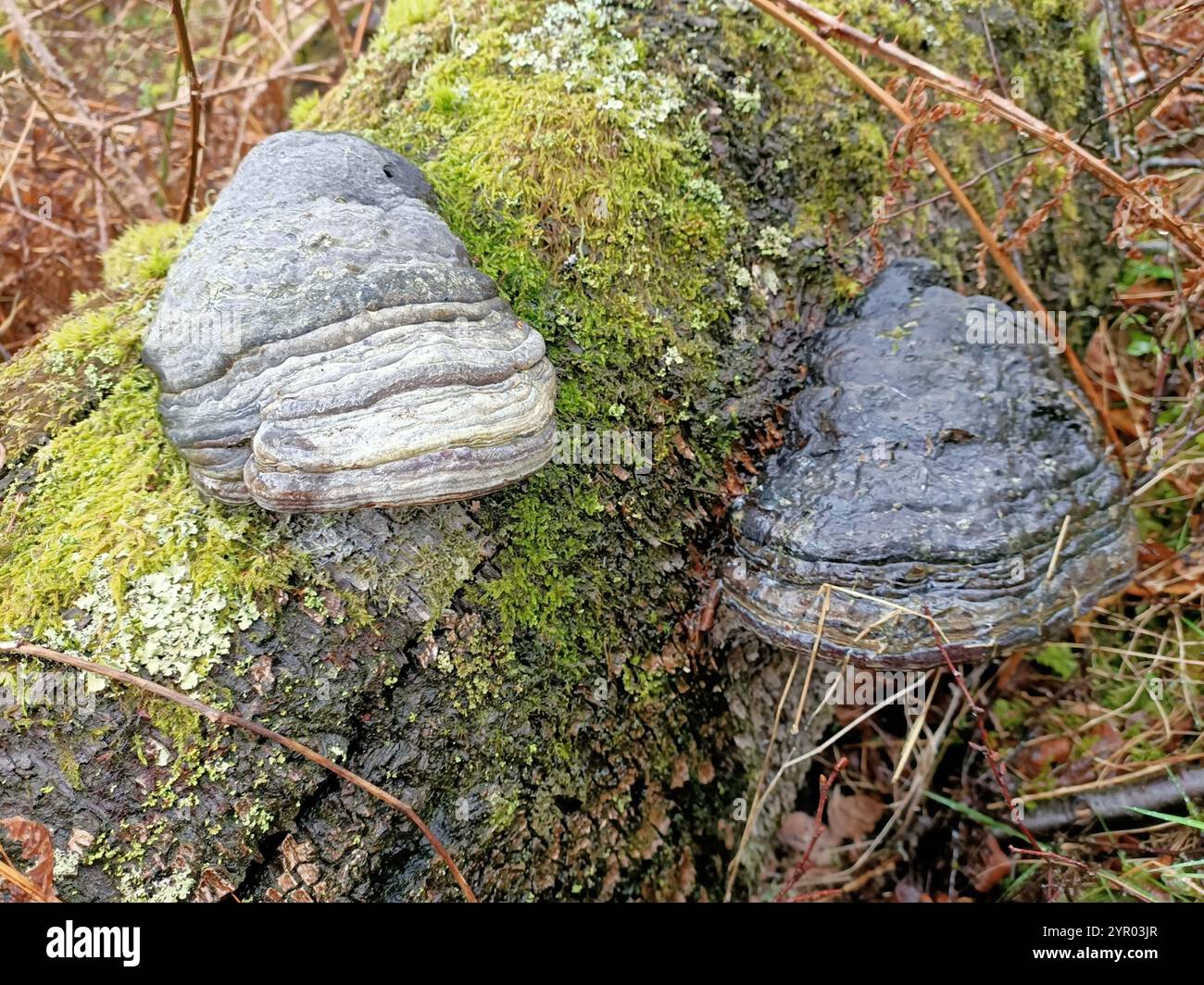 Hoof Fungus (Fomes fomentarius Stock Photo - Alamy