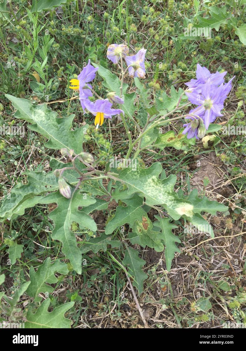 western horsenettle (Solanum dimidiatum Stock Photo - Alamy
