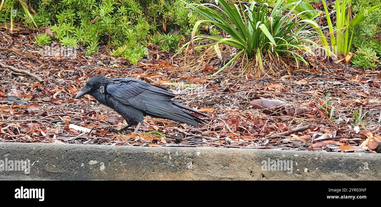 Torresian crow corvus orru hi-res stock photography and images - Alamy