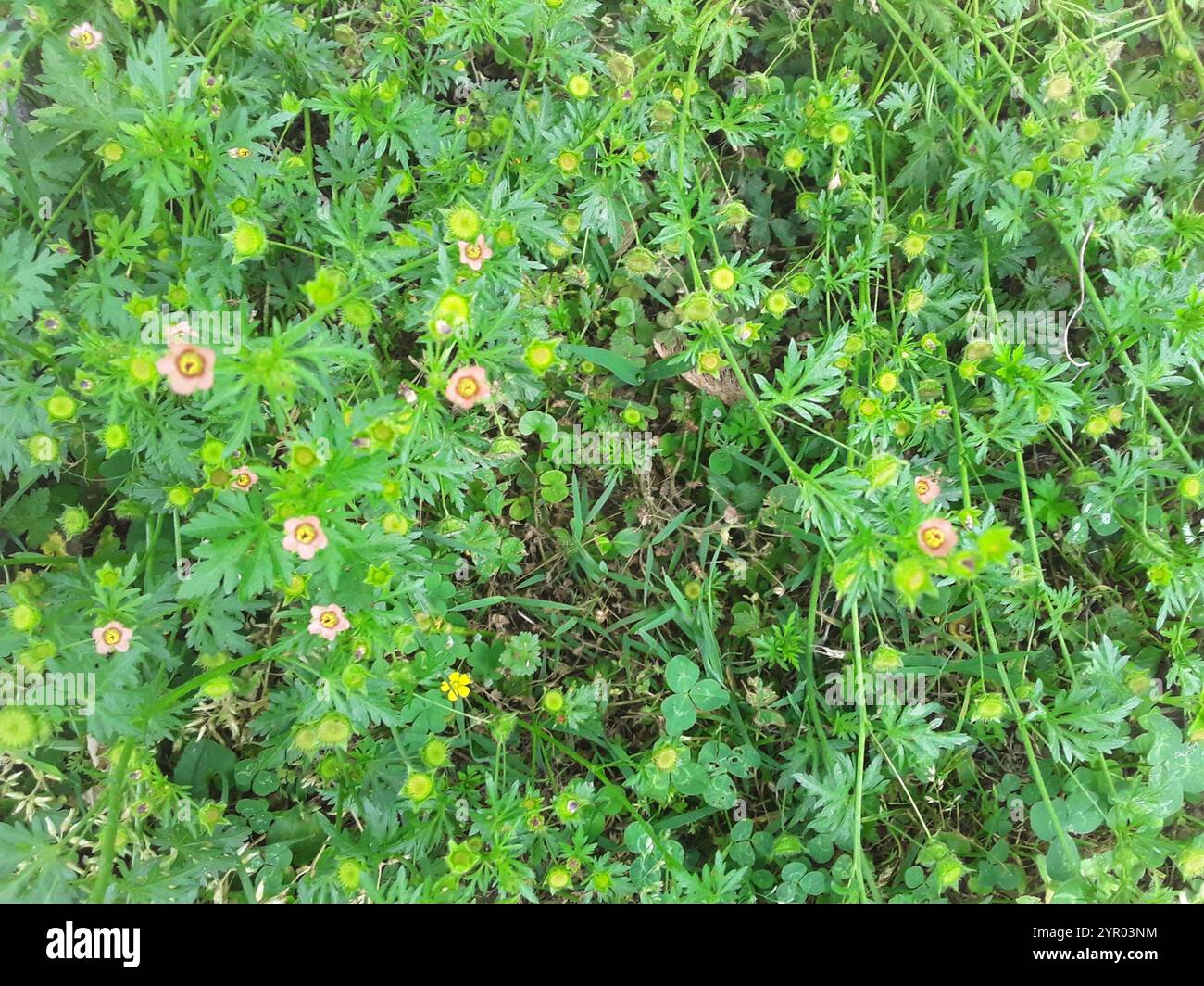 Carolina Bristlemallow (Modiola caroliniana Stock Photo - Alamy