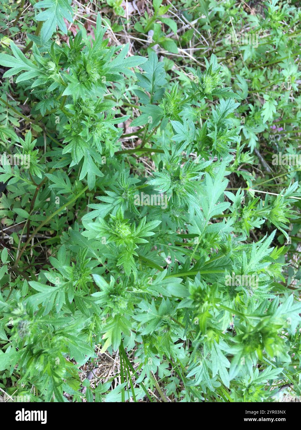 Miami Mist (Phacelia purshii Stock Photo - Alamy
