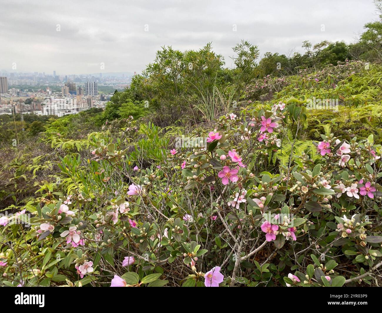 Rose Myrtle (Rhodomyrtus tomentosa Stock Photo - Alamy
