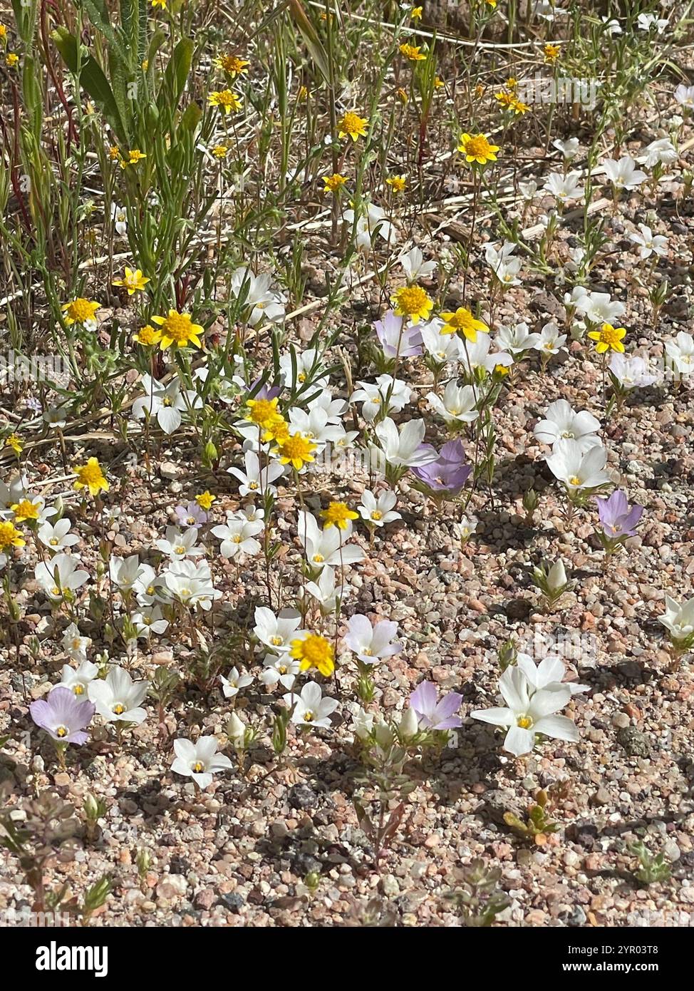 sandblossom (Linanthus parryae Stock Photo - Alamy