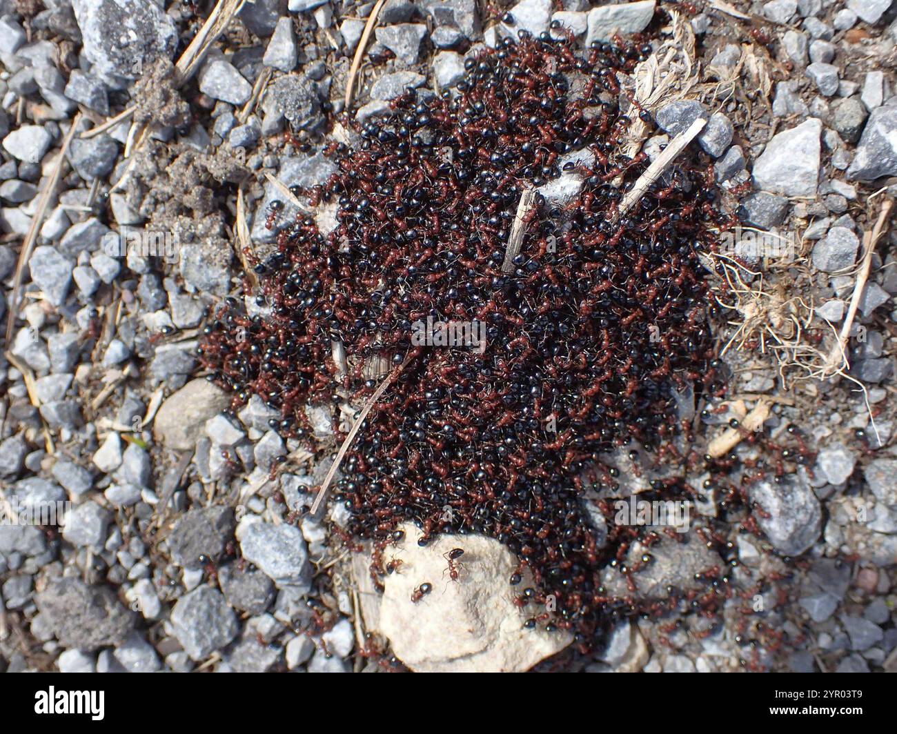 Odorous ant hi-res stock photography and images - Alamy