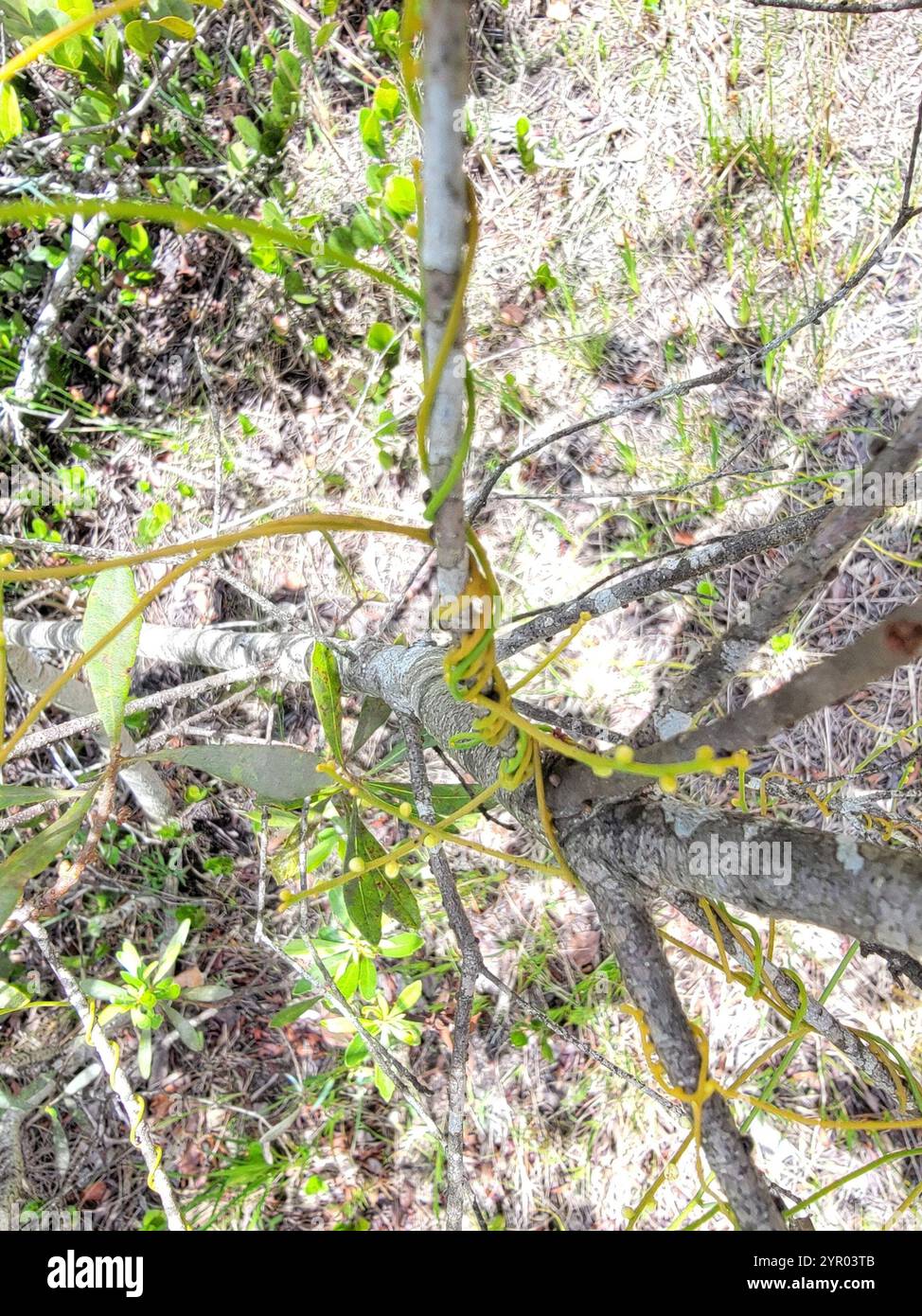 laurel dodder (Cassytha filiformis Stock Photo - Alamy