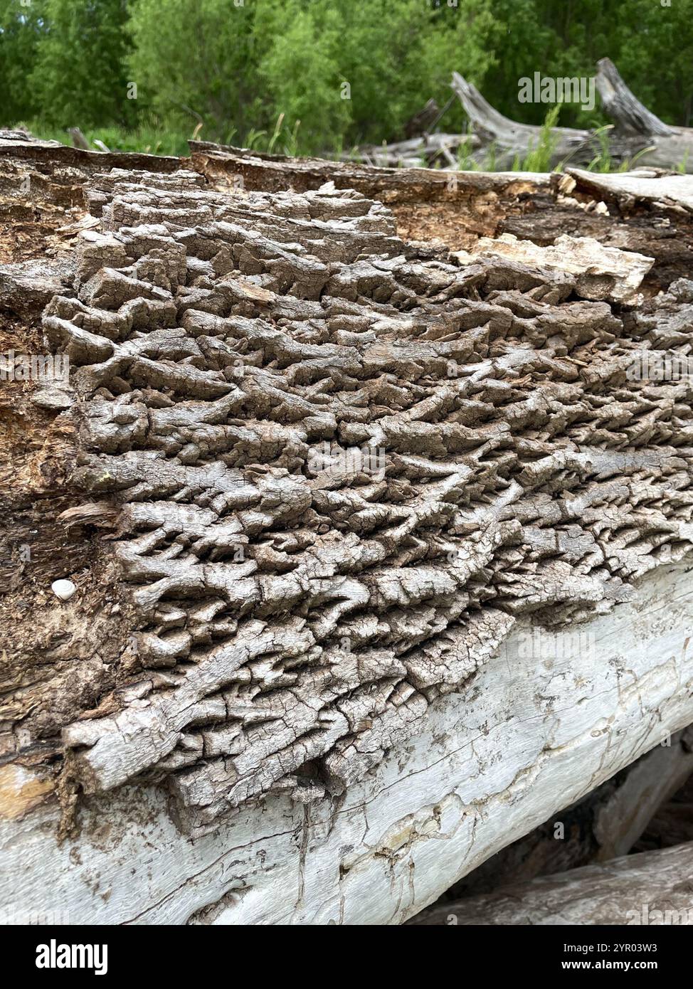 green ash (Fraxinus pennsylvanica Stock Photo - Alamy