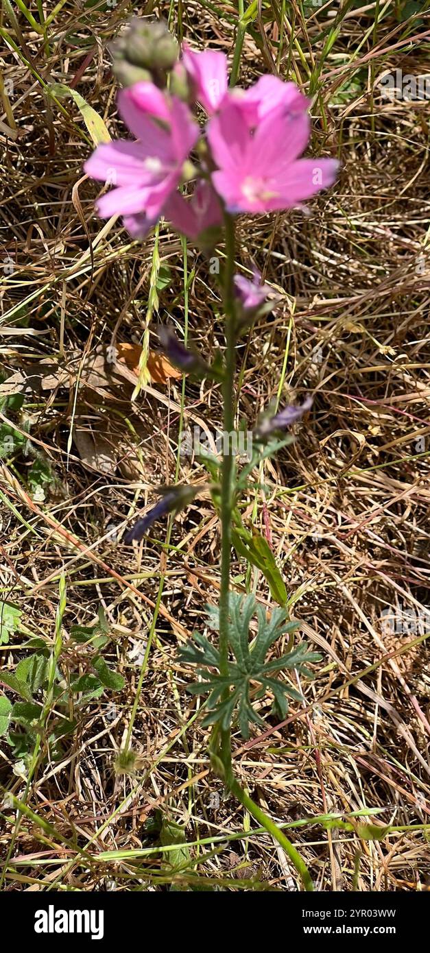 checkerbloom (Sidalcea malviflora Stock Photo - Alamy