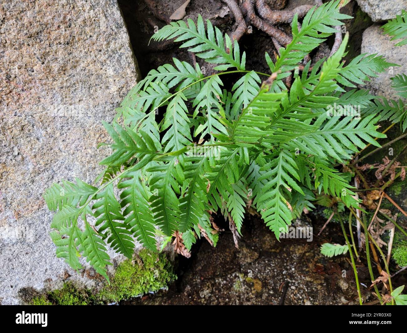giant chain fern (Woodwardia fimbriata Stock Photo - Alamy