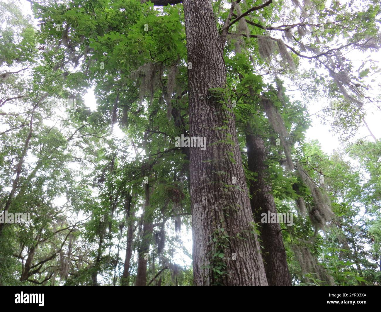 southern red oak (Quercus falcata Stock Photo - Alamy