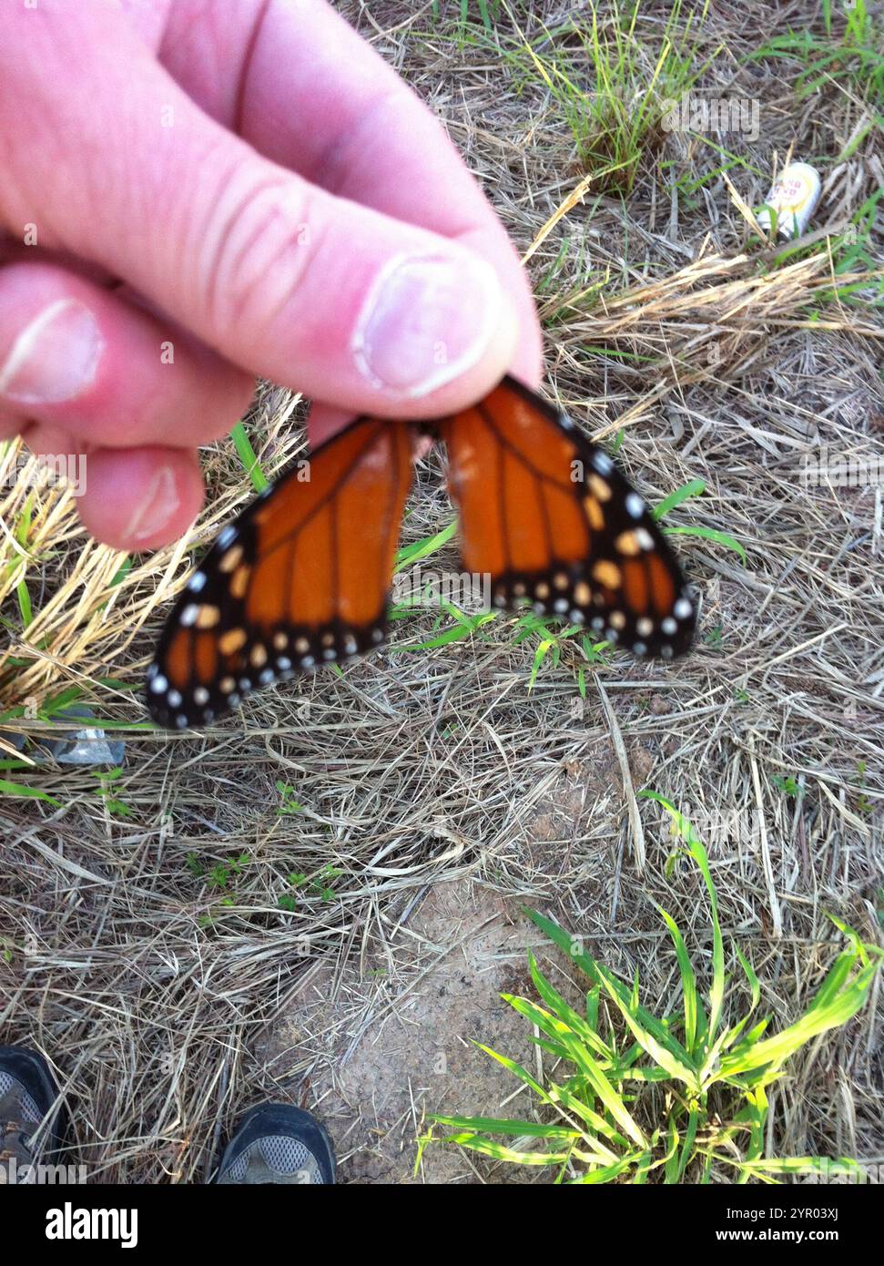 Southern Monarch (Danaus erippus Stock Photo - Alamy