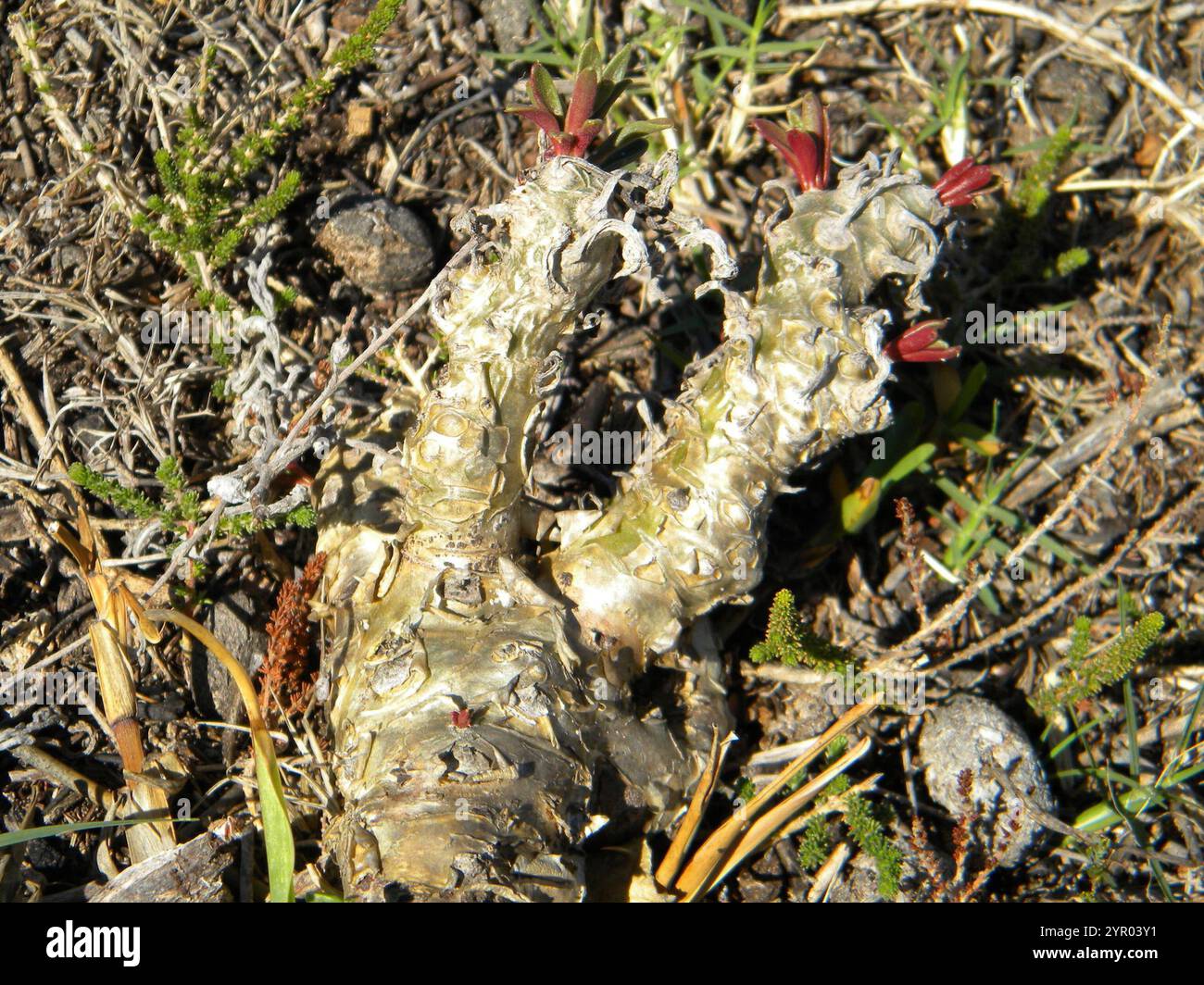 Grand Butterbush (Tylecodon grandiflorus Stock Photo - Alamy