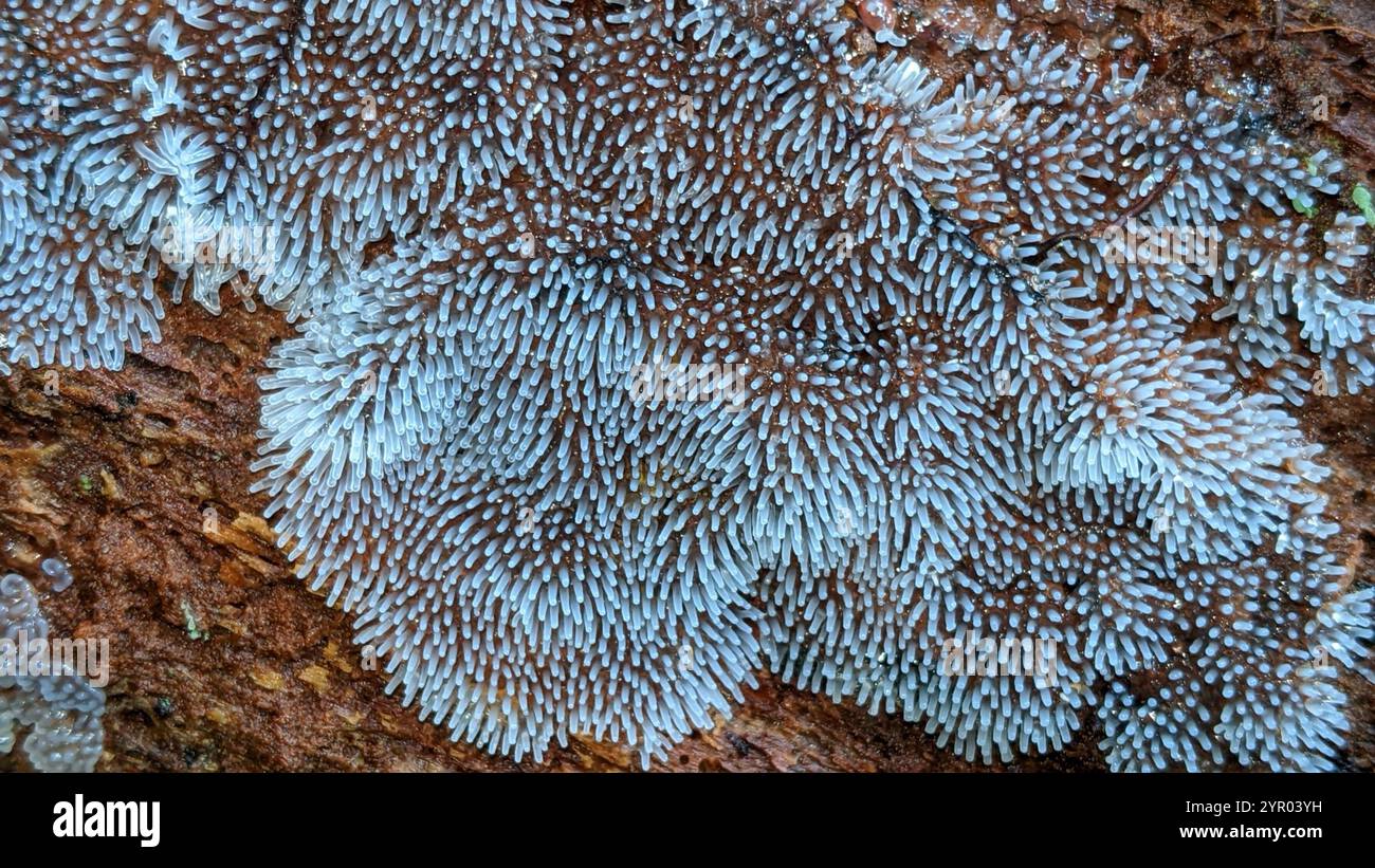 Common Coral Slime (Ceratiomyxa fruticulosa Stock Photo - Alamy