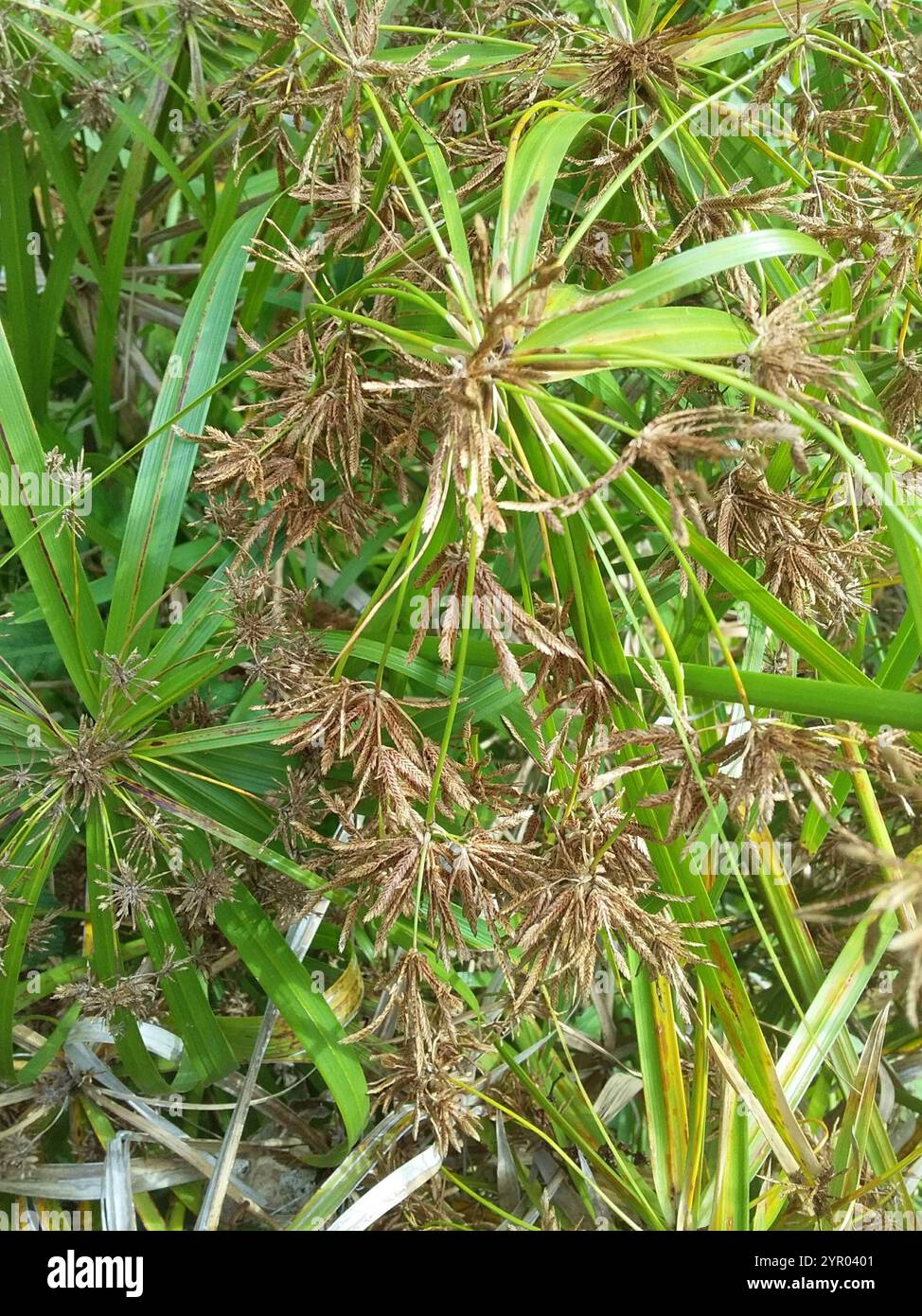 Umbrella papyrus (Cyperus alternifolius flabelliformis Stock Photo - Alamy