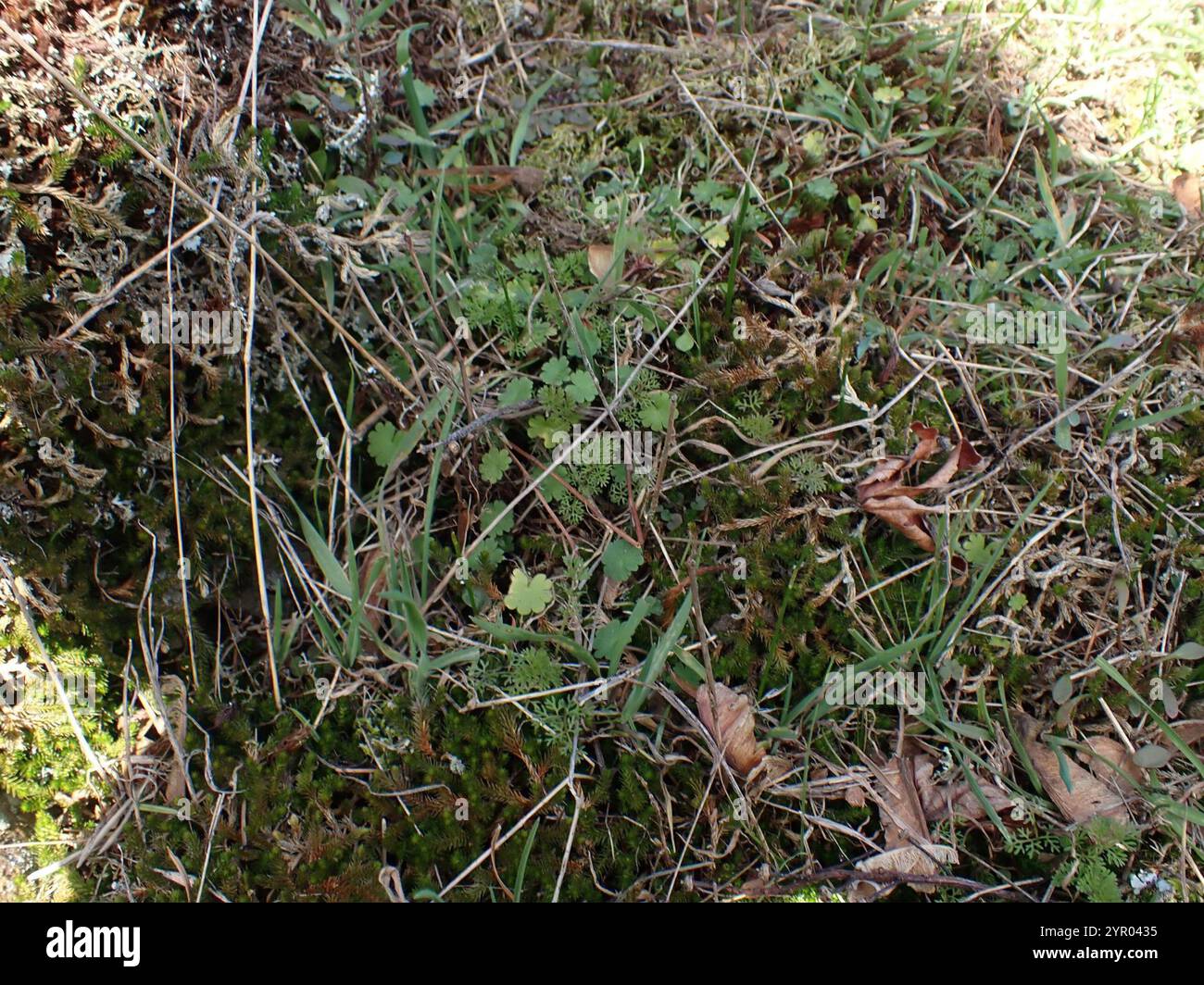 American wild carrot (Daucus pusillus Stock Photo - Alamy