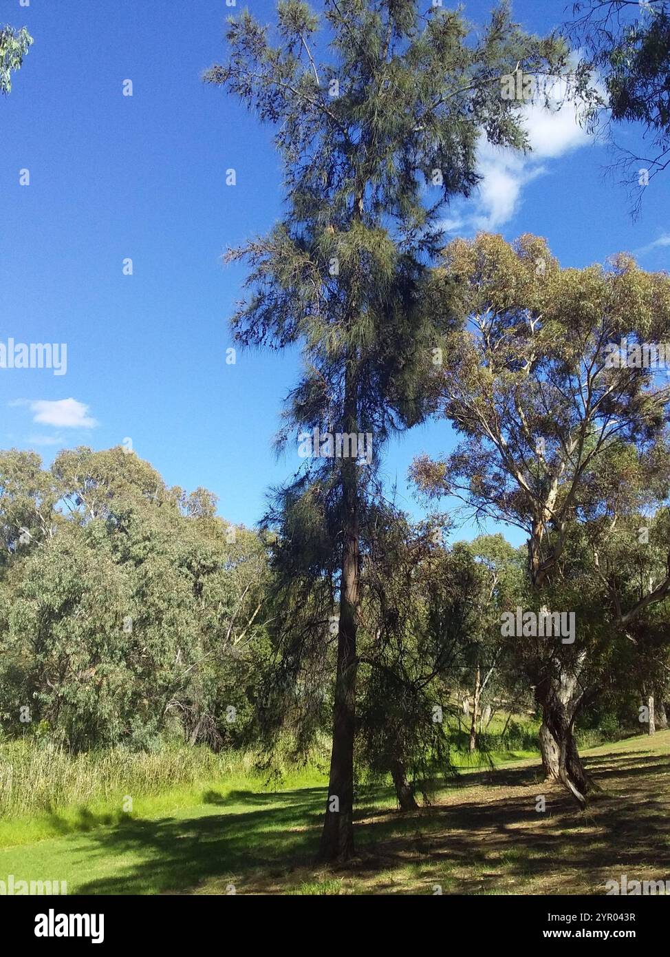 Swamp sheoak (Casuarina glauca Stock Photo - Alamy