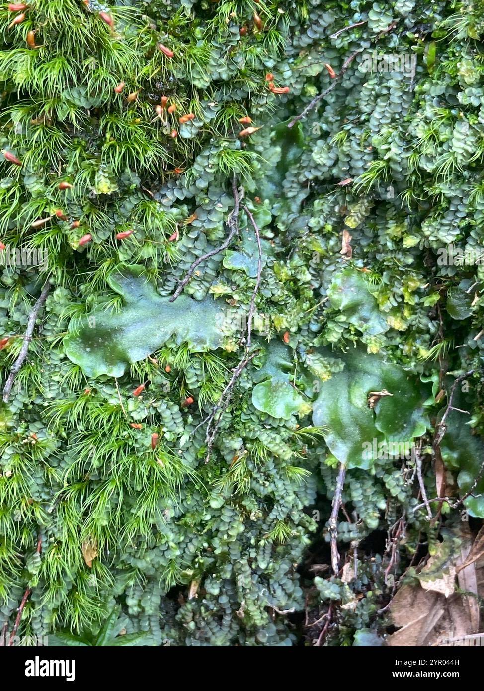 Pellia and allies (Pelliaceae Stock Photo - Alamy