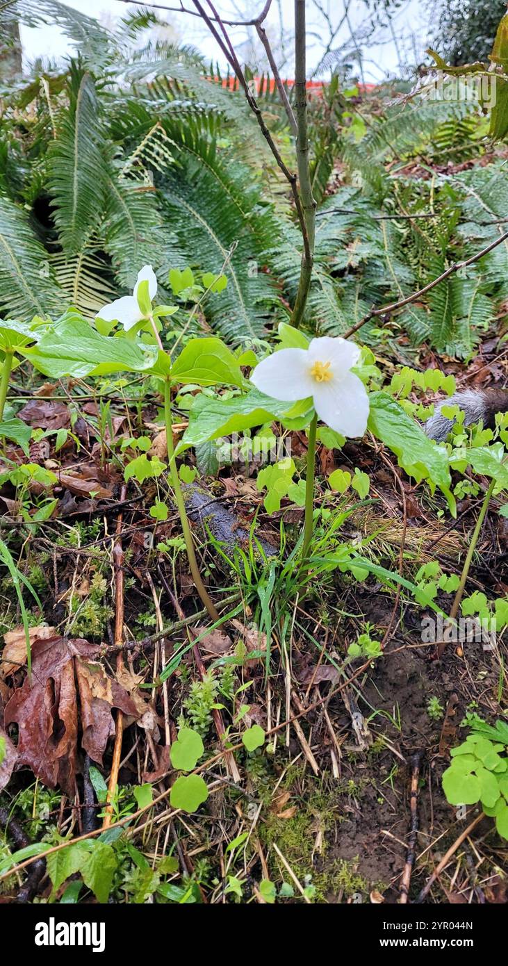 Pacific trillium (Trillium ovatum Stock Photo - Alamy