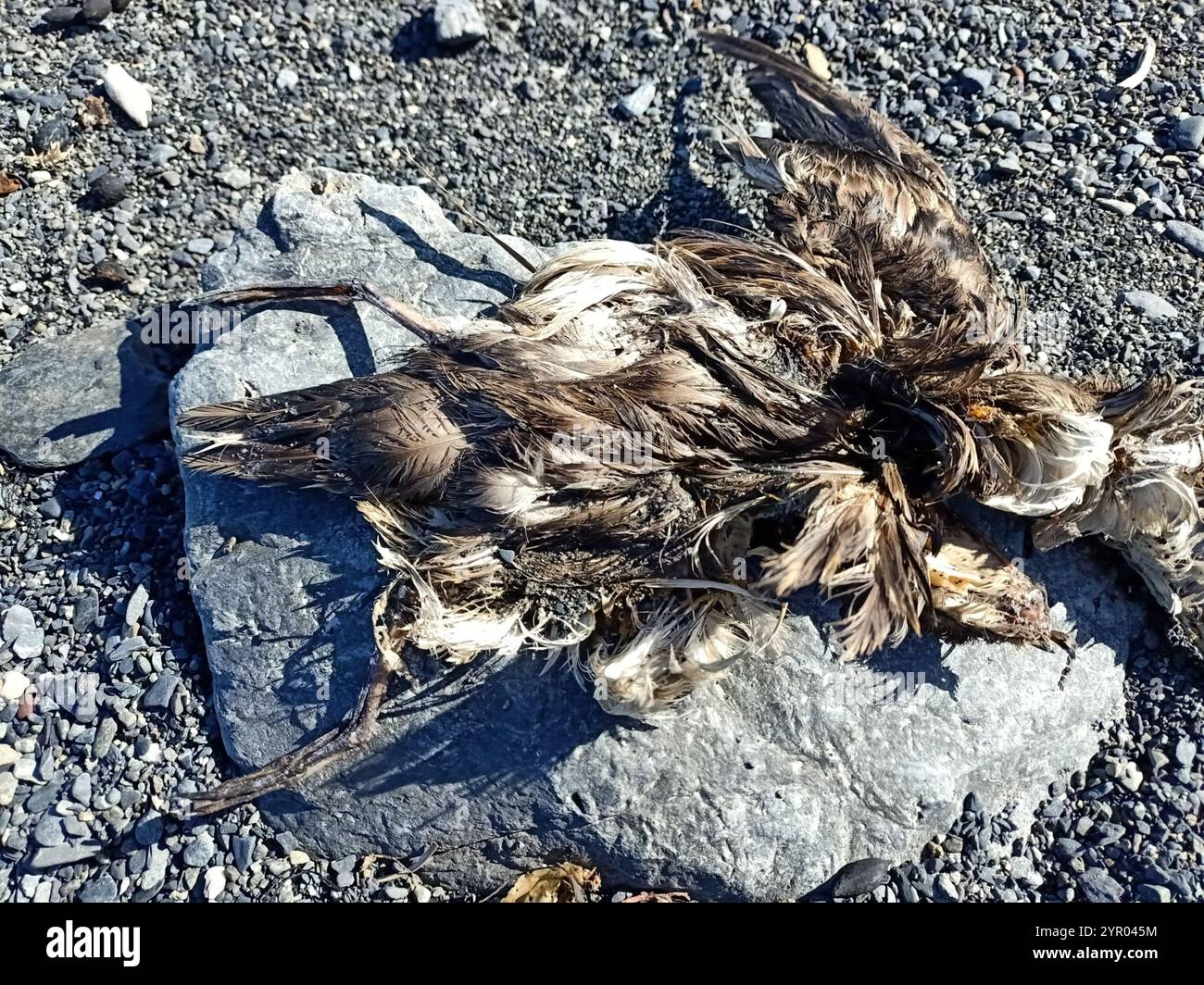 Fluttering Shearwater (Puffinus gavia Stock Photo - Alamy