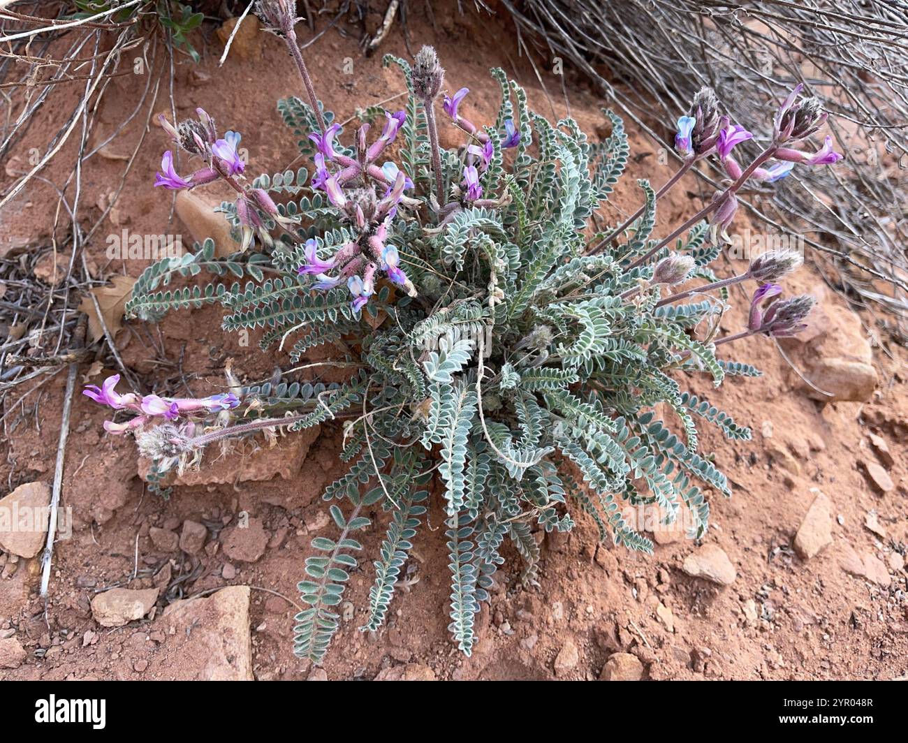 Woolly Locoweed (Astragalus mollissimus Stock Photo - Alamy