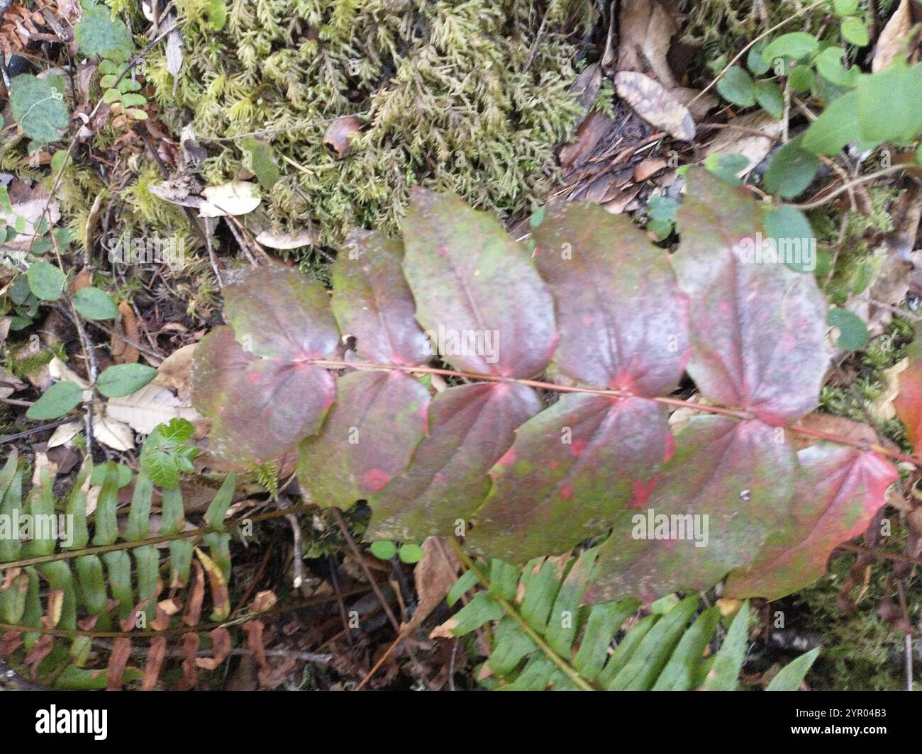 Cascade Oregon-grape (Berberis nervosa Stock Photo - Alamy