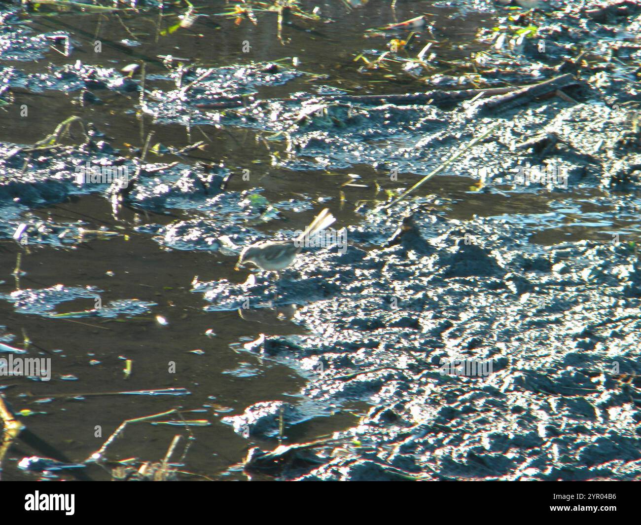 Cape Wagtail (Motacilla capensis Stock Photo - Alamy