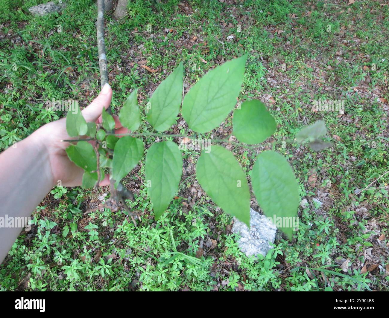 sugar hackberry (Celtis laevigata Stock Photo - Alamy