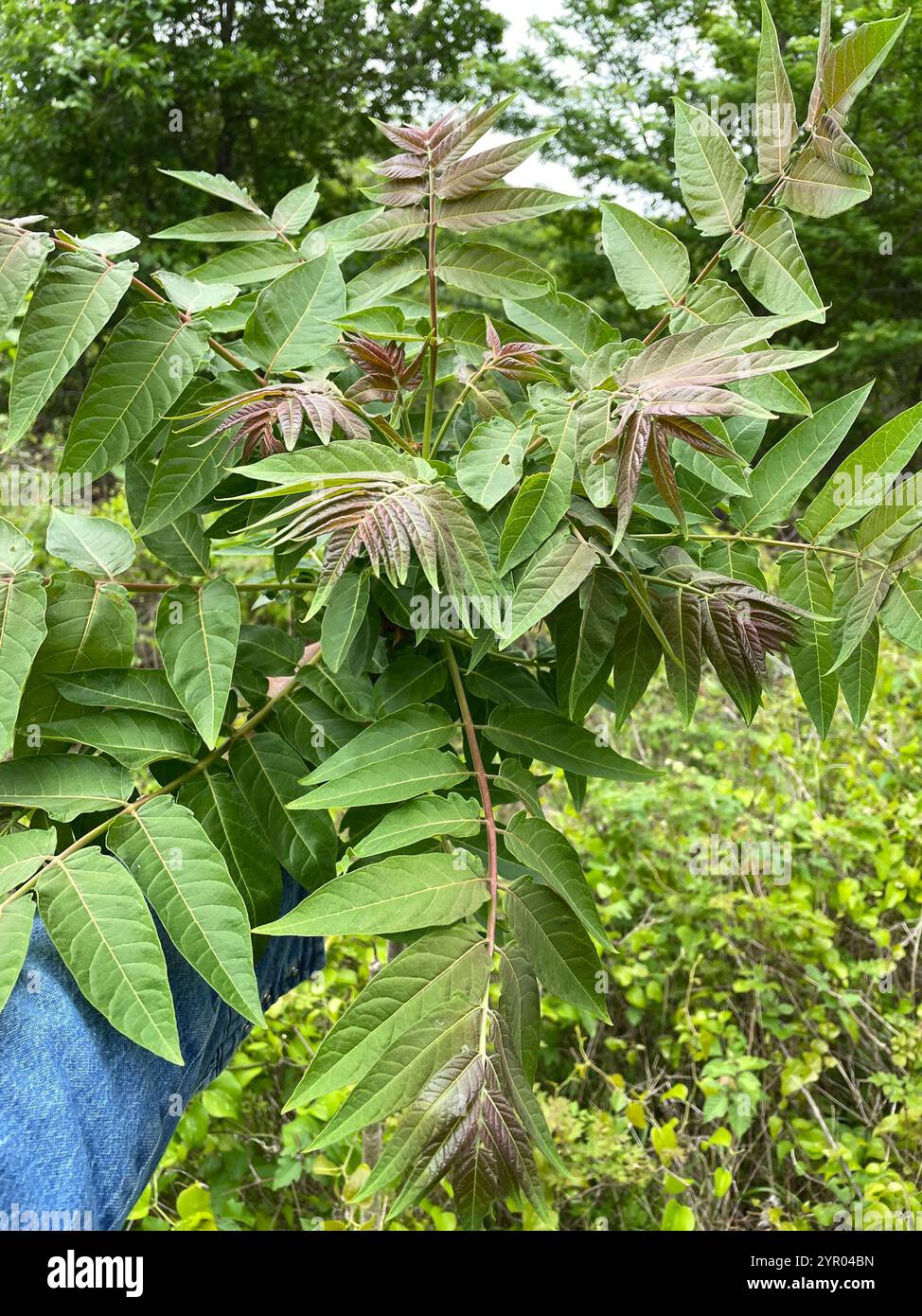 tree-of-heaven (Ailanthus altissima Stock Photo - Alamy
