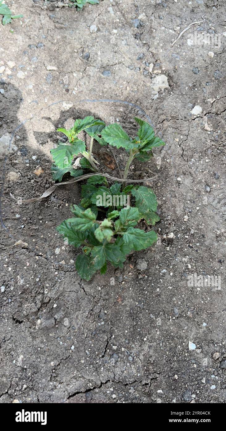 three-lobe false mallow (Malvastrum coromandelianum Stock Photo - Alamy