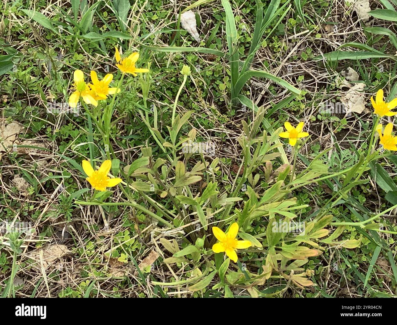 Early Buttercup (Ranunculus fascicularis Stock Photo - Alamy