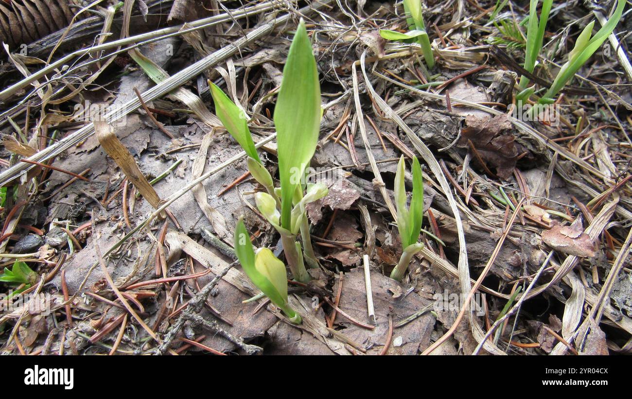 Wood Millet (Milium effusum Stock Photo - Alamy