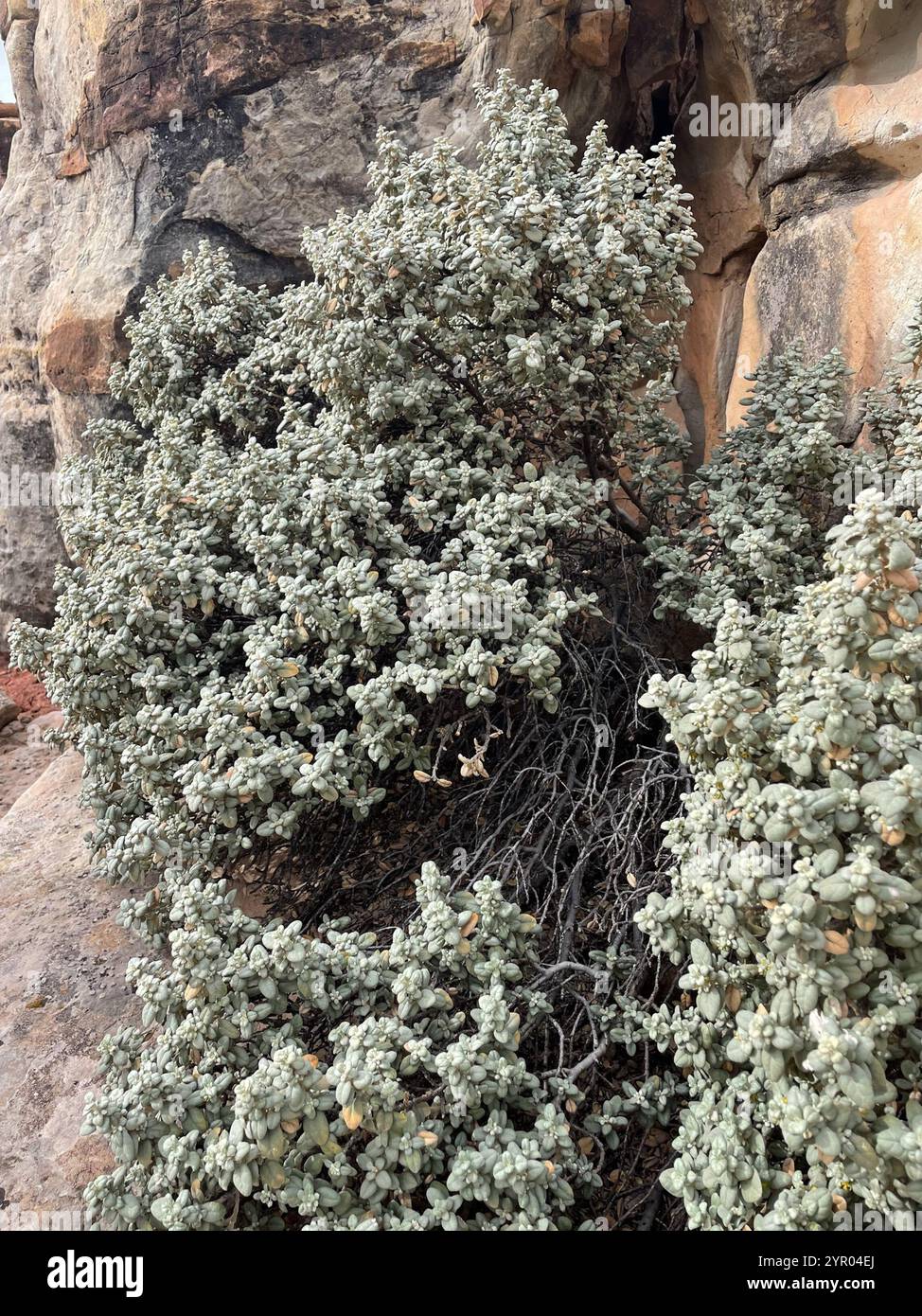 Shepherdia rotundifolia hi-res stock photography and images - Alamy